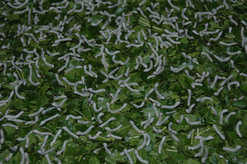 Van zijderups tot zijden sjaal - Counting Flowers